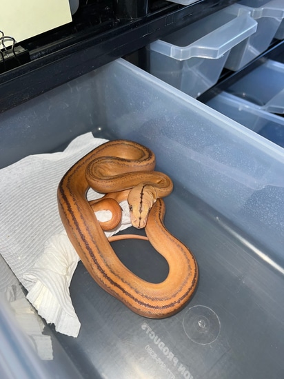 Female Orange Glow Goldenchild Sunfire Tiger Reticulated Python by ...