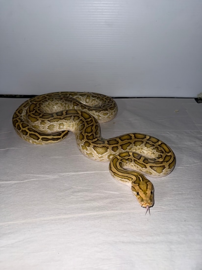 Female Hypo Pos Het Pied Caramel Green Granite Burmese Python by ...