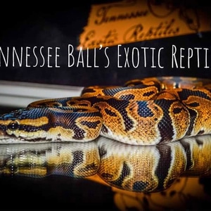 Tennessee Balls ® - MorphMarket