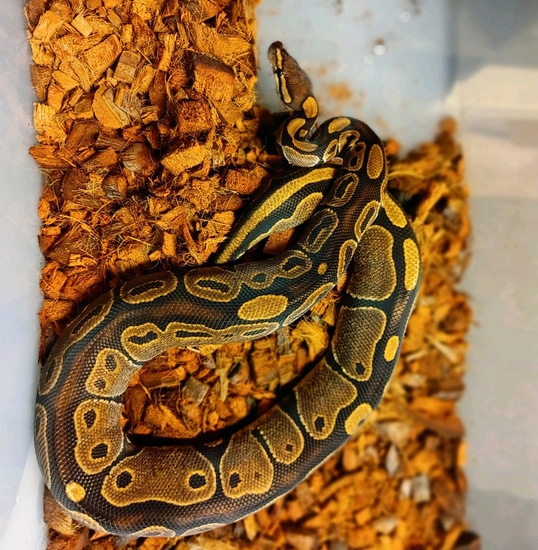 Nr Mandarin Ball Python by Tennessee Balls