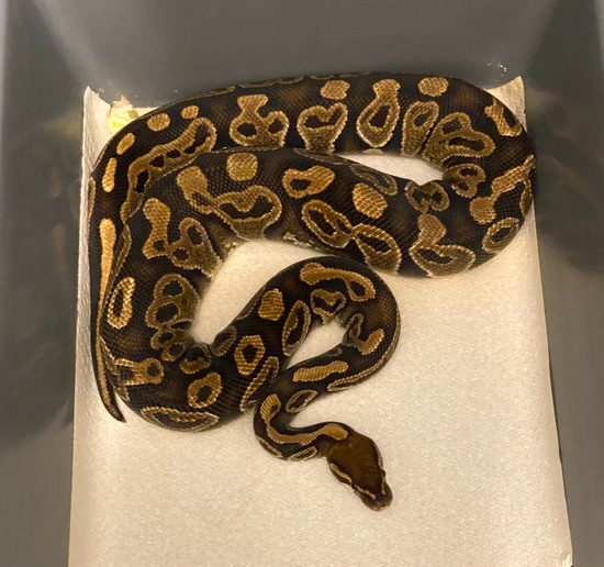 Price Drop! RTB Hurricane Ball Python by Tennessee Balls