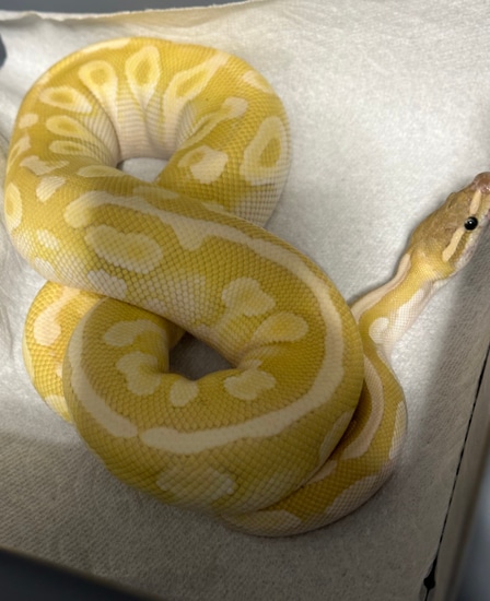Special Mojave 100% Het Hypo Ball Python by Tennessee Balls