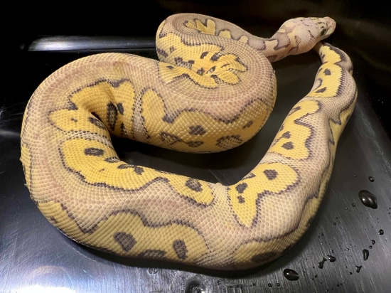 Killer Clown Ball Python by Tennessee Balls