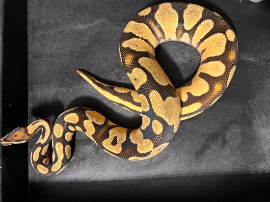 Super Orange Dream Yellow Belly Ball Python by Tennessee Balls