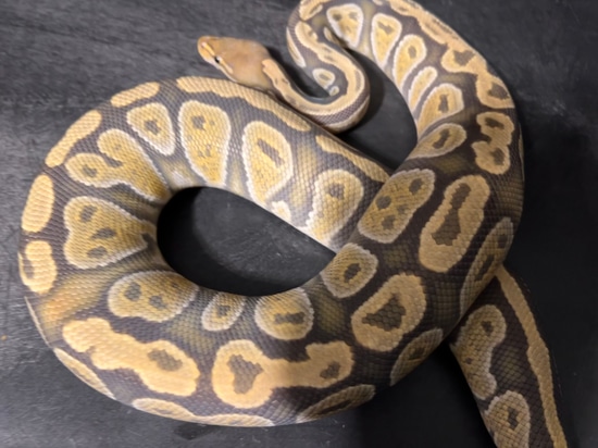 Cypress Hypo Ready To Breed 9mm Ball Python by Tennessee Balls