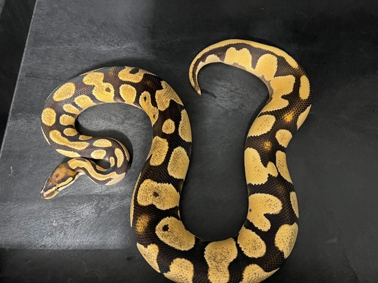 Super Orange Dream Yellow Belly Adult Ball Python by Tennessee Balls