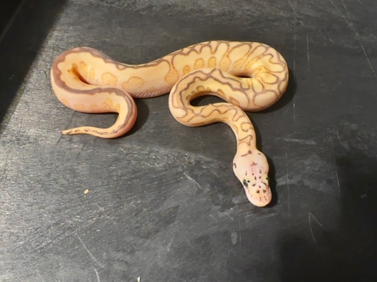 Russo Yellow Belly Pastel Spotnose Enchi Clown Ball Python by Tennessee ...