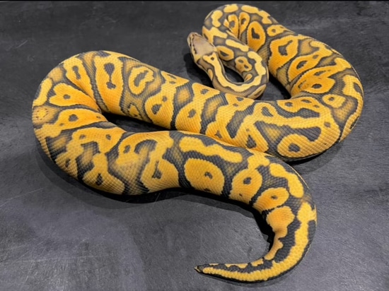 RTB Nr Mandarin Pastel Hypo 100% Het Clown Ball Python by Tennessee Balls