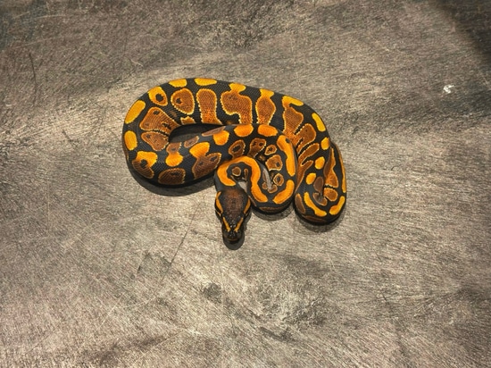 Super Nr Mandarin Het Hypo Ball Python by Tennessee Balls