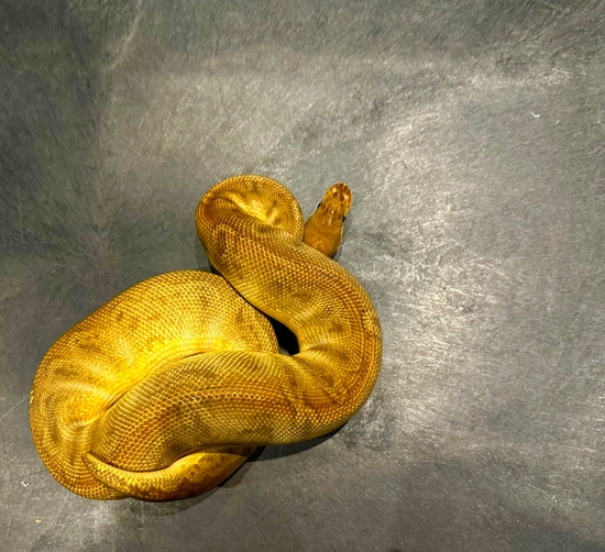 Sunset Clown - Breeder Adult Male! Ball Python by Tennessee Balls