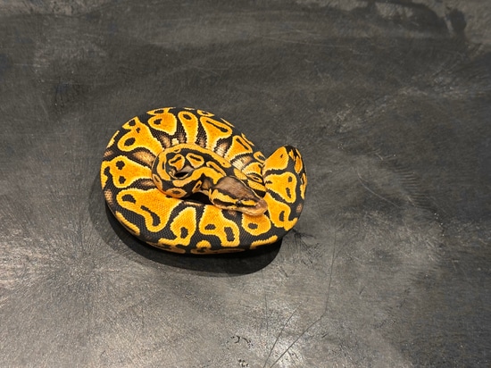 Pastel Nr Mandarin 100% Het Hypo 100% Het Clown Ball Python by ...
