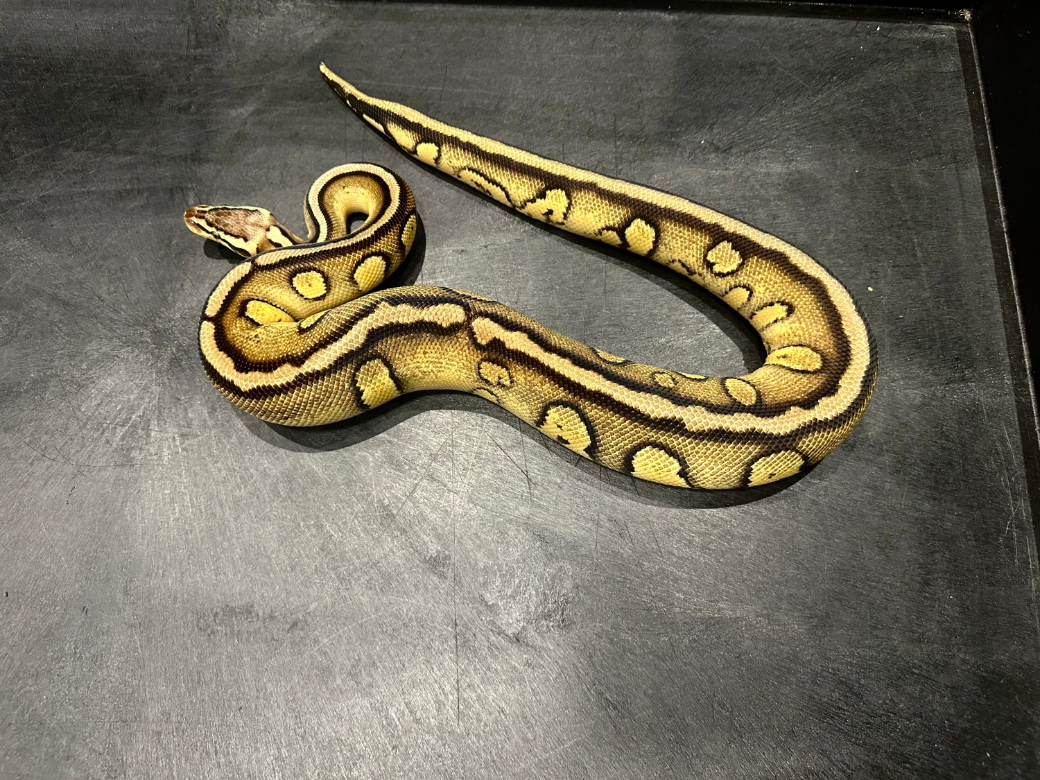 Breeder Male! Stranger Pastel 100% Het Desert Ghost 100% Het Clown 100% ...
