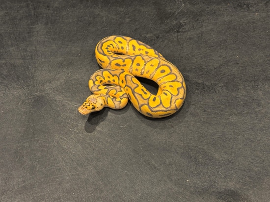 Boy! Nr Mandarin Pastel Hypo Clown Ball Python by Tennessee Balls