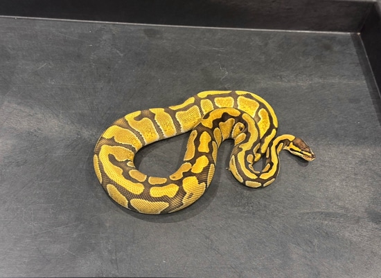Subadult - Nr Mandarin Enchi 100% Het Clown 100% Het Hypo Ball Python ...