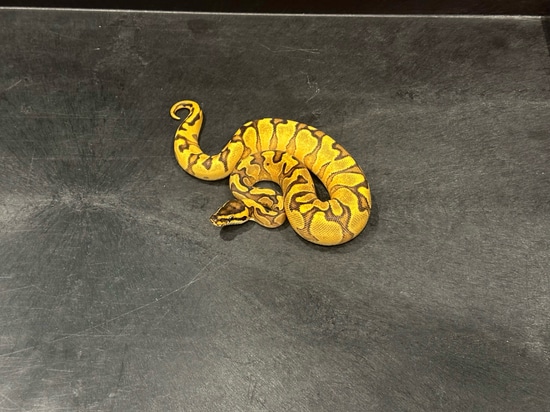 Nr Mandarin (Pos Super Nr Mandarin) Yellow Belly Enchi 50% Het Hypo ...