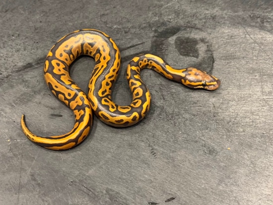 Nr Mandarin Leopard Hypo (Pos Het Clown) Ball Python by Tennessee Balls