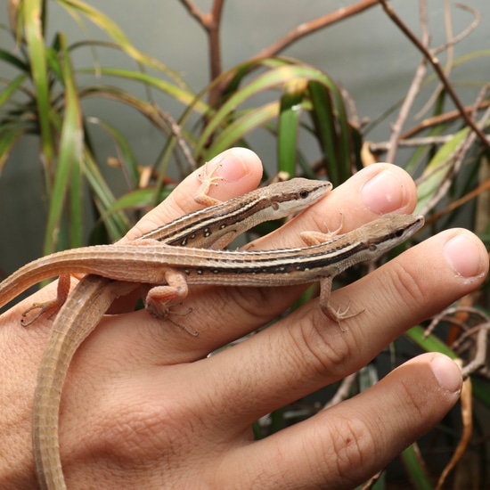 CB Pair Long-tailed Grass Lizards More Lizard by Gekkotaculture