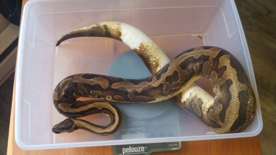 Enchi Pied Ball Python by Jacob's Snakes