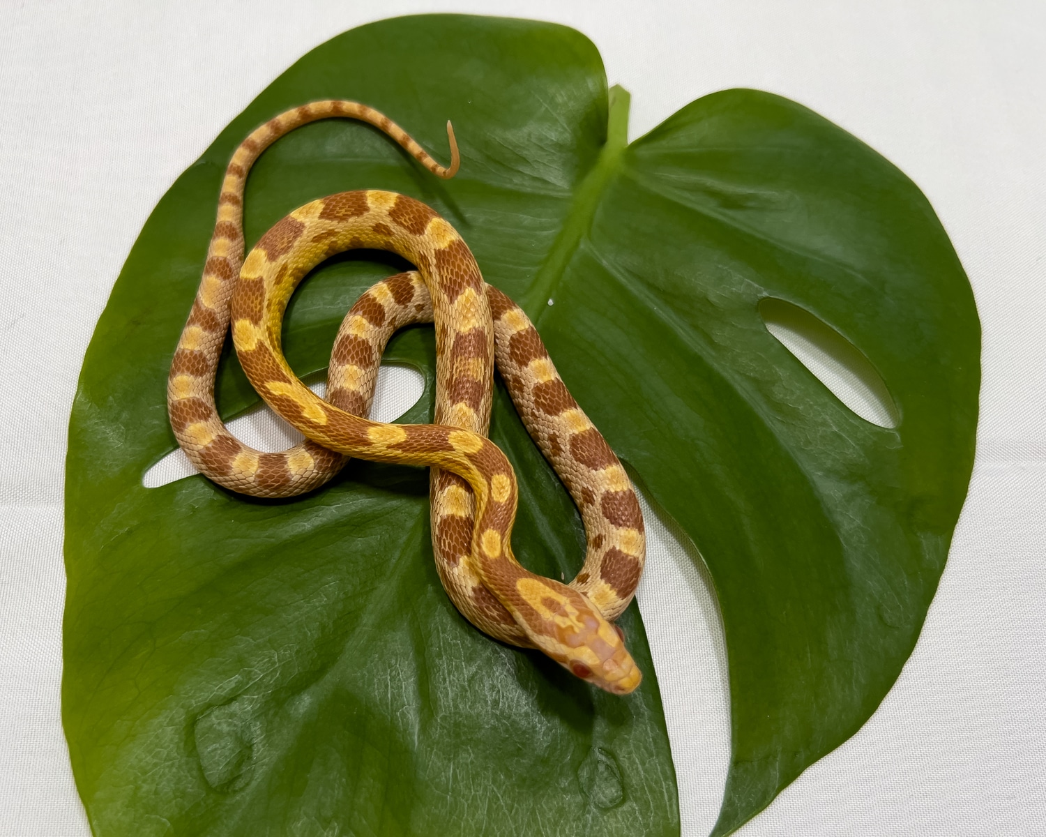 Amelanistic Het Caramel Pos Het Motley Corn Snake by Wonder Reptiles ...