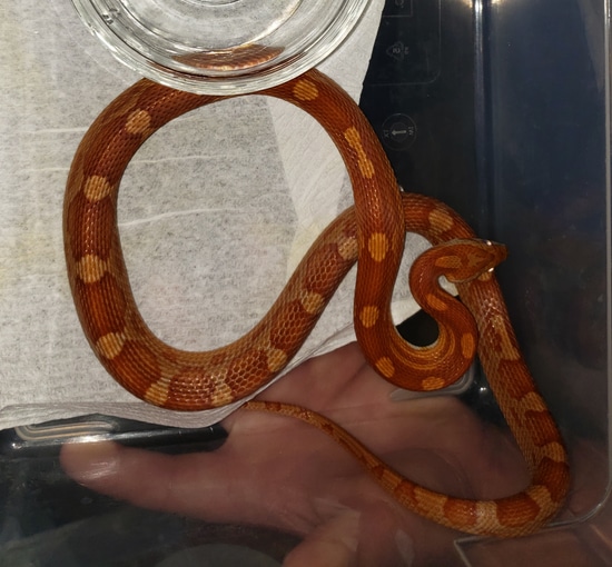 2021 Male Paradox 66% Het Albino Corn Snake by DuBois Reptiles