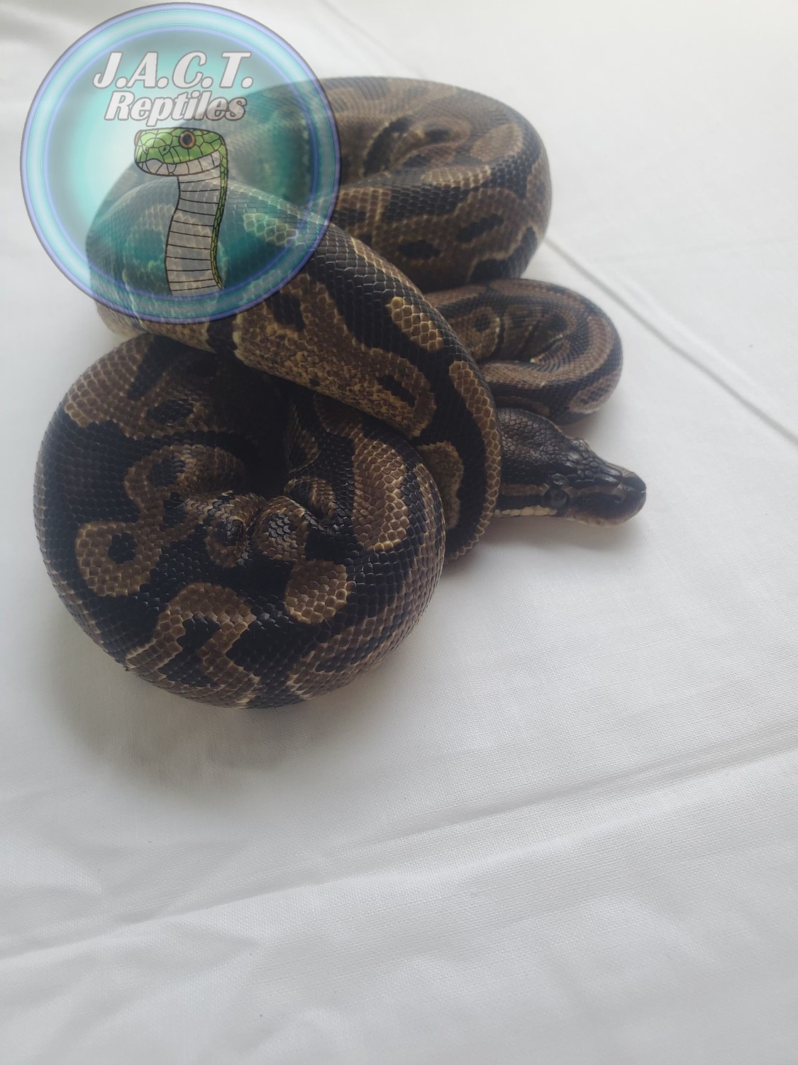 Normal Ball Python by J.A.C.T. Reptiles - MorphMarket