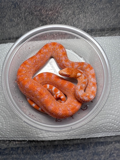 Red Trumbower Albino Bullsnake #1 by Jaden’s Exotics