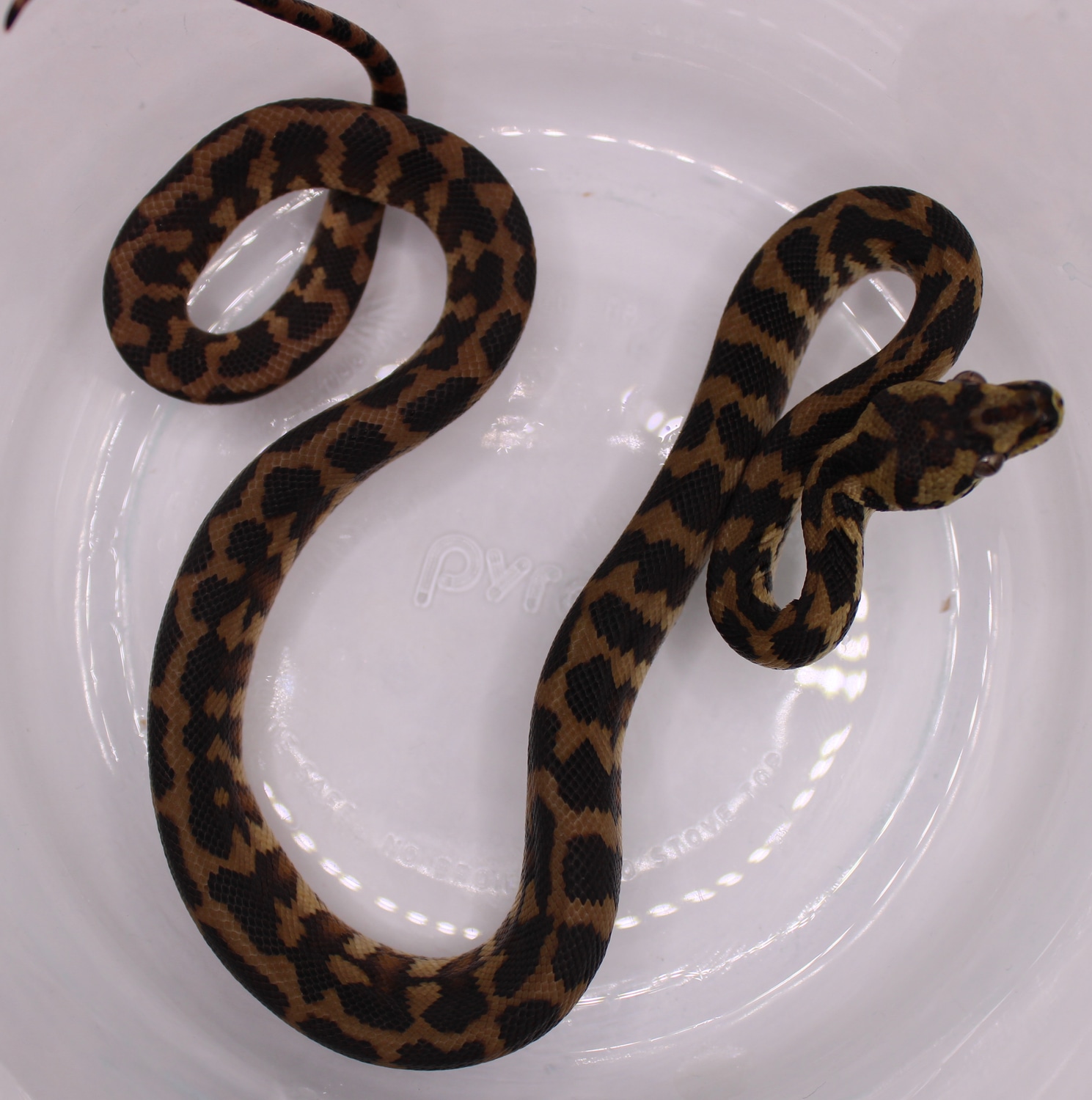 Papuan Carpet Python Other Carpet Python by Jaden’s Exotics - MorphMarket