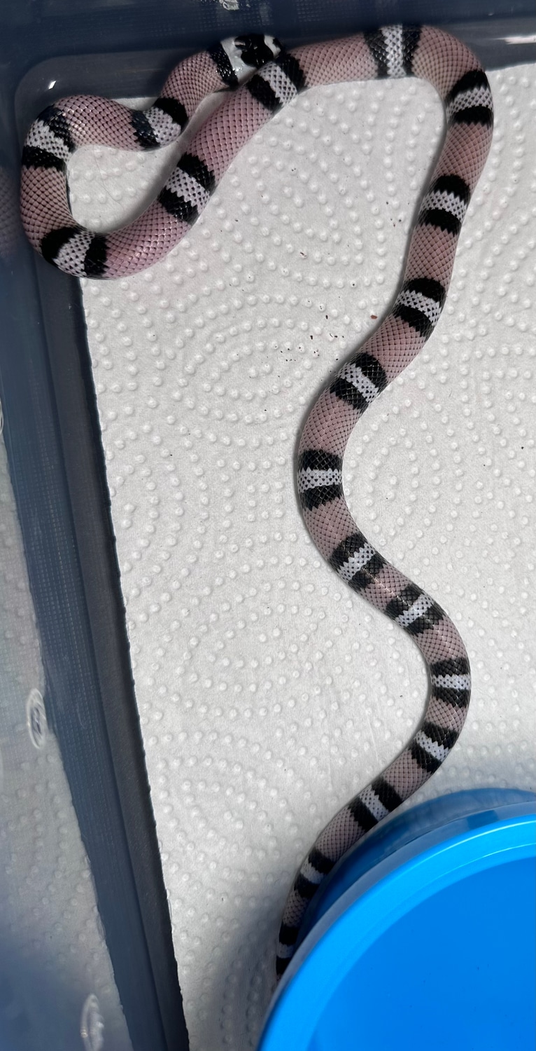 Anery 100% Het Snow; 100% Het Extreme Hypo Vanishing Pattern Honduran ...