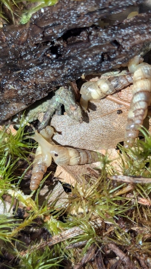 Subulina Octona - Miniature Awl Snails Other Snail by Jade Dragon ...