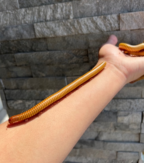 10 Count Texas Giant Gold Millipede, Orthroporus Ornatus by Jaes_Exotics