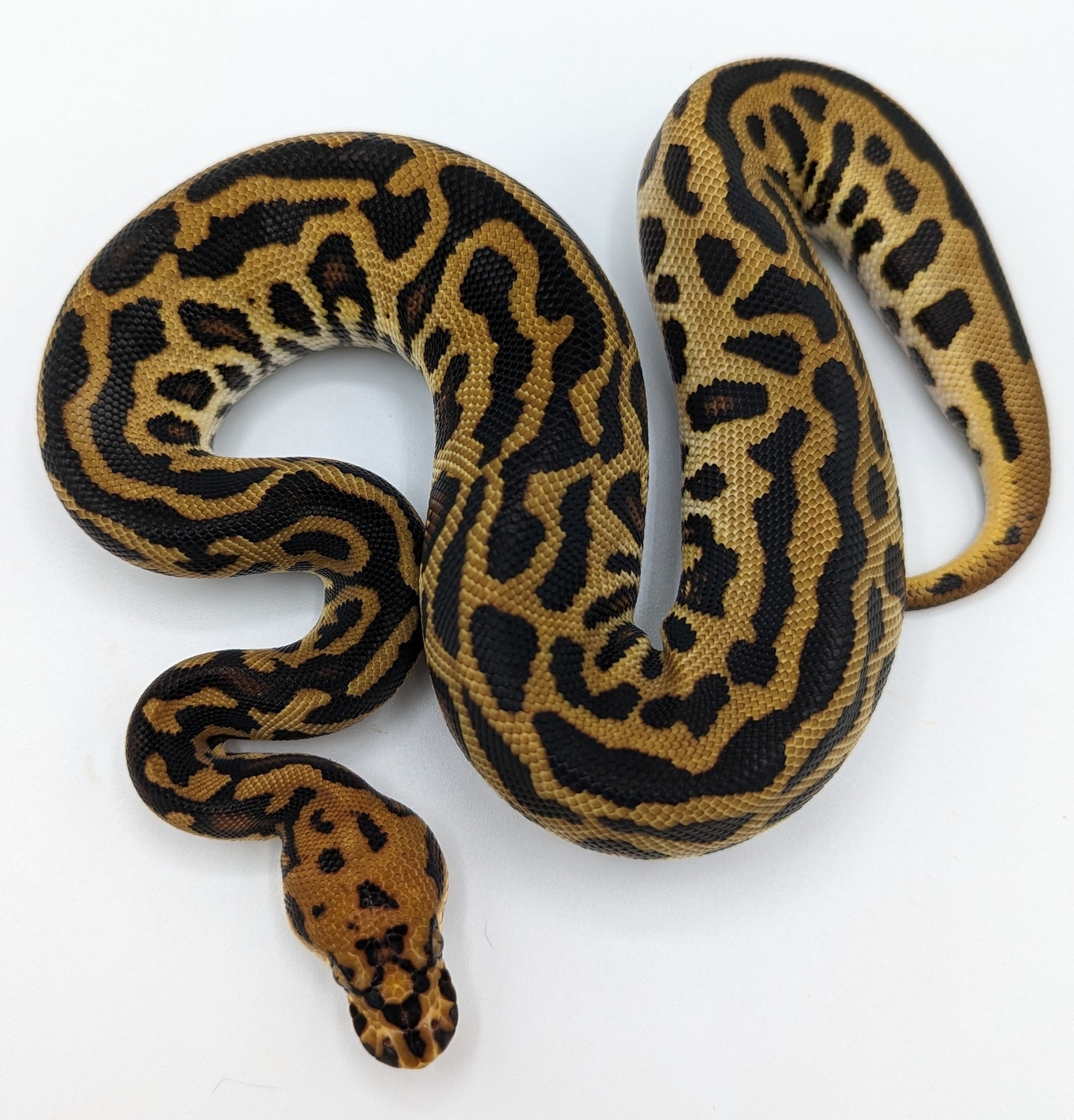 Hurricane Batman Female POWERHOUSE Ball Python by Jaffyexotics ...