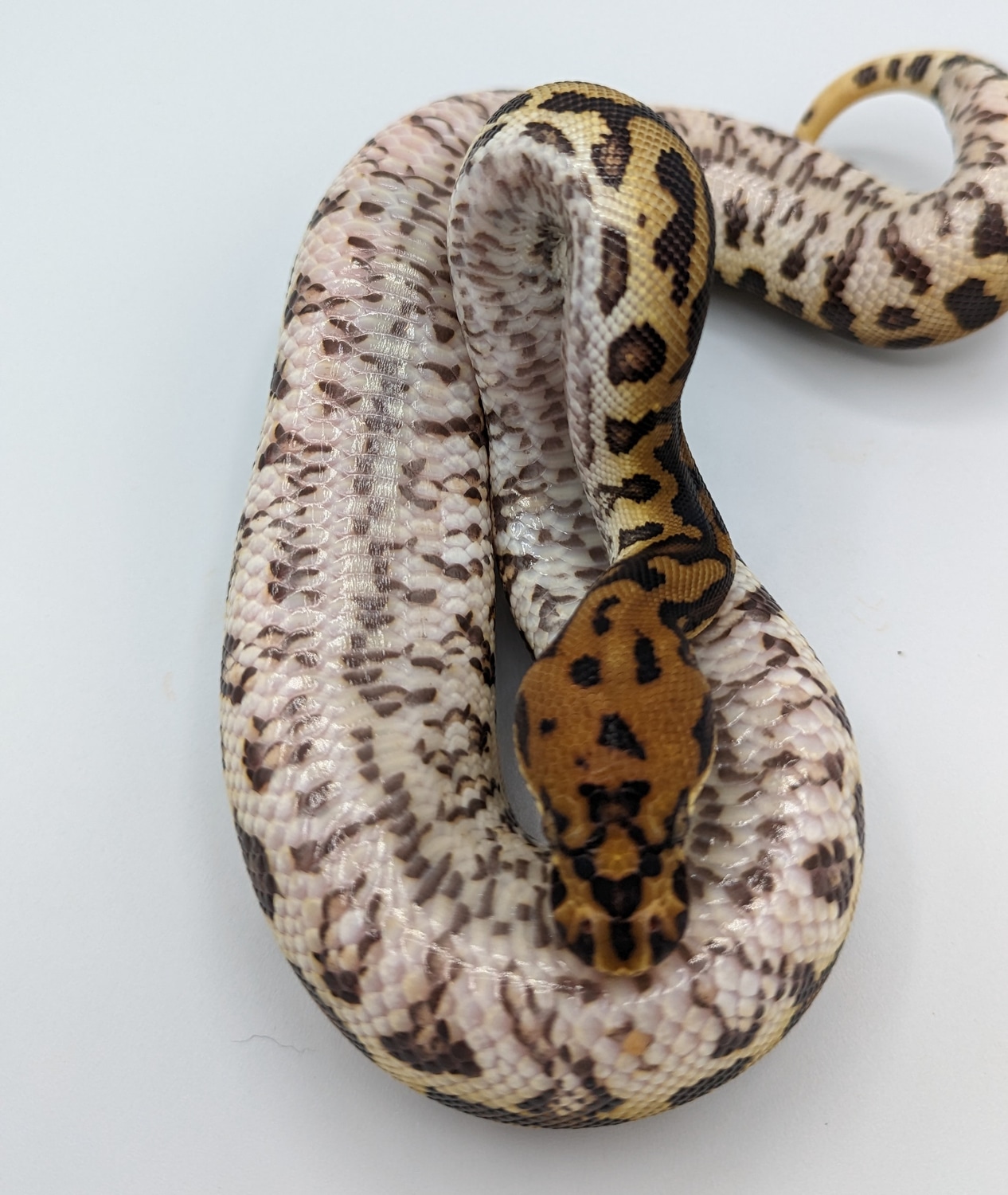 Hurricane Batman Female POWERHOUSE Ball Python by Jaffyexotics ...