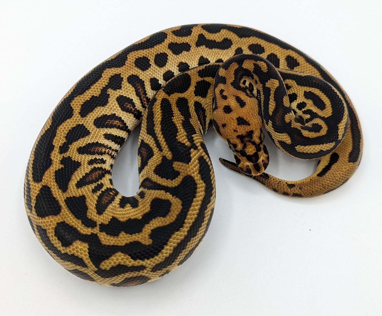Hurricane Batman Female POWERHOUSE Ball Python by Jaffyexotics ...