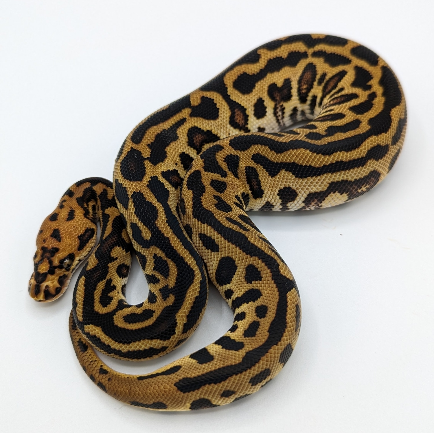 Hurricane Batman Female POWERHOUSE Ball Python by Jaffyexotics ...