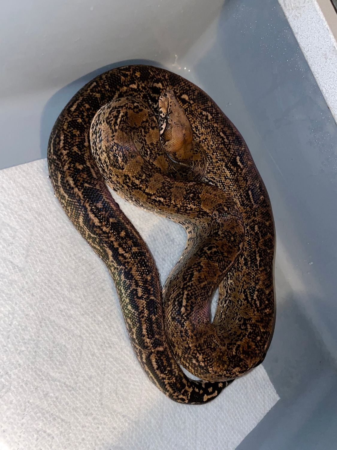 Leopard Het CA T+ Boa Constrictor by KAME House Exotics - MorphMarket