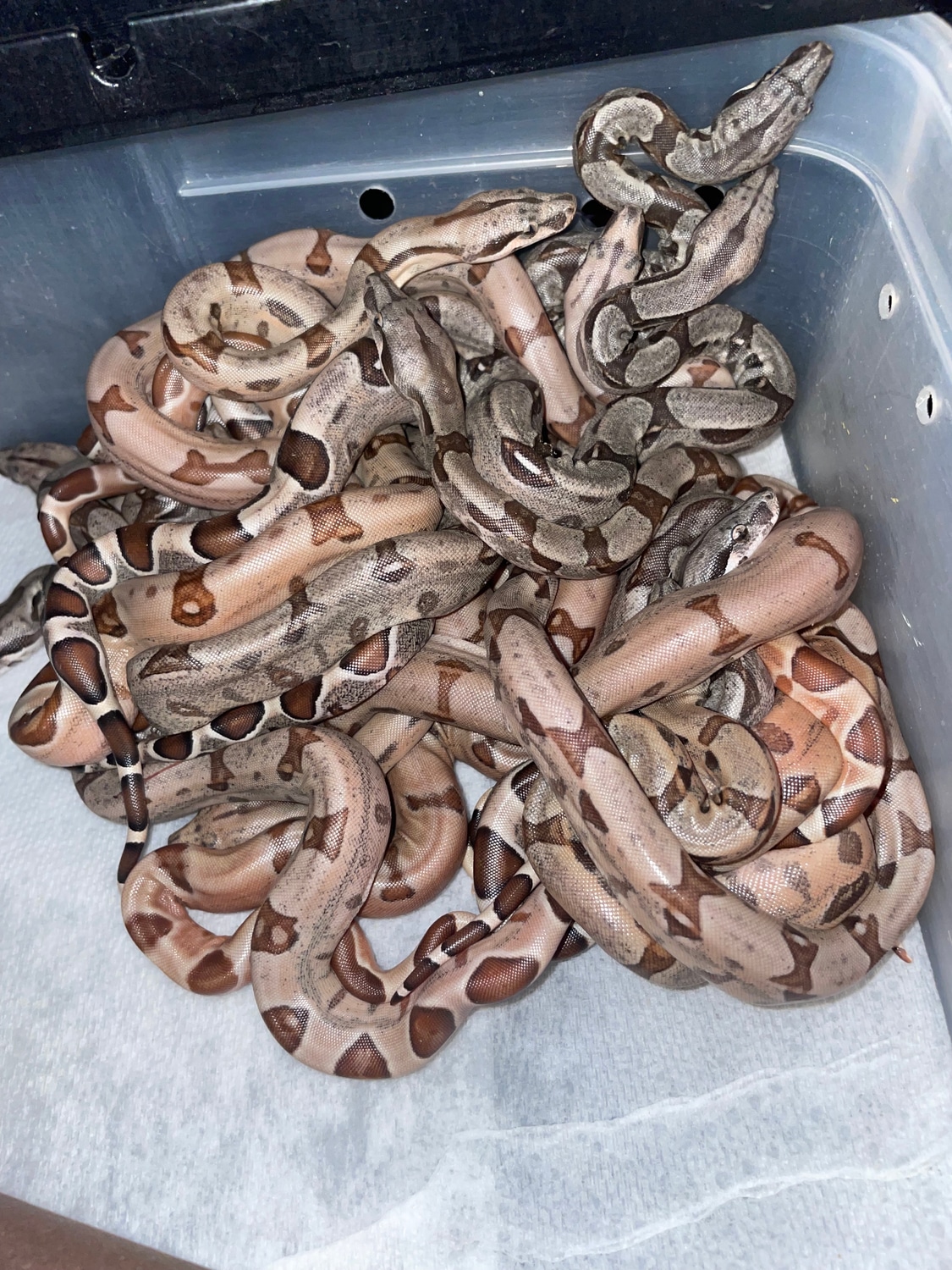 Wholesale Litter 12 Babies Boa Constrictor by KAME House Exotics ...