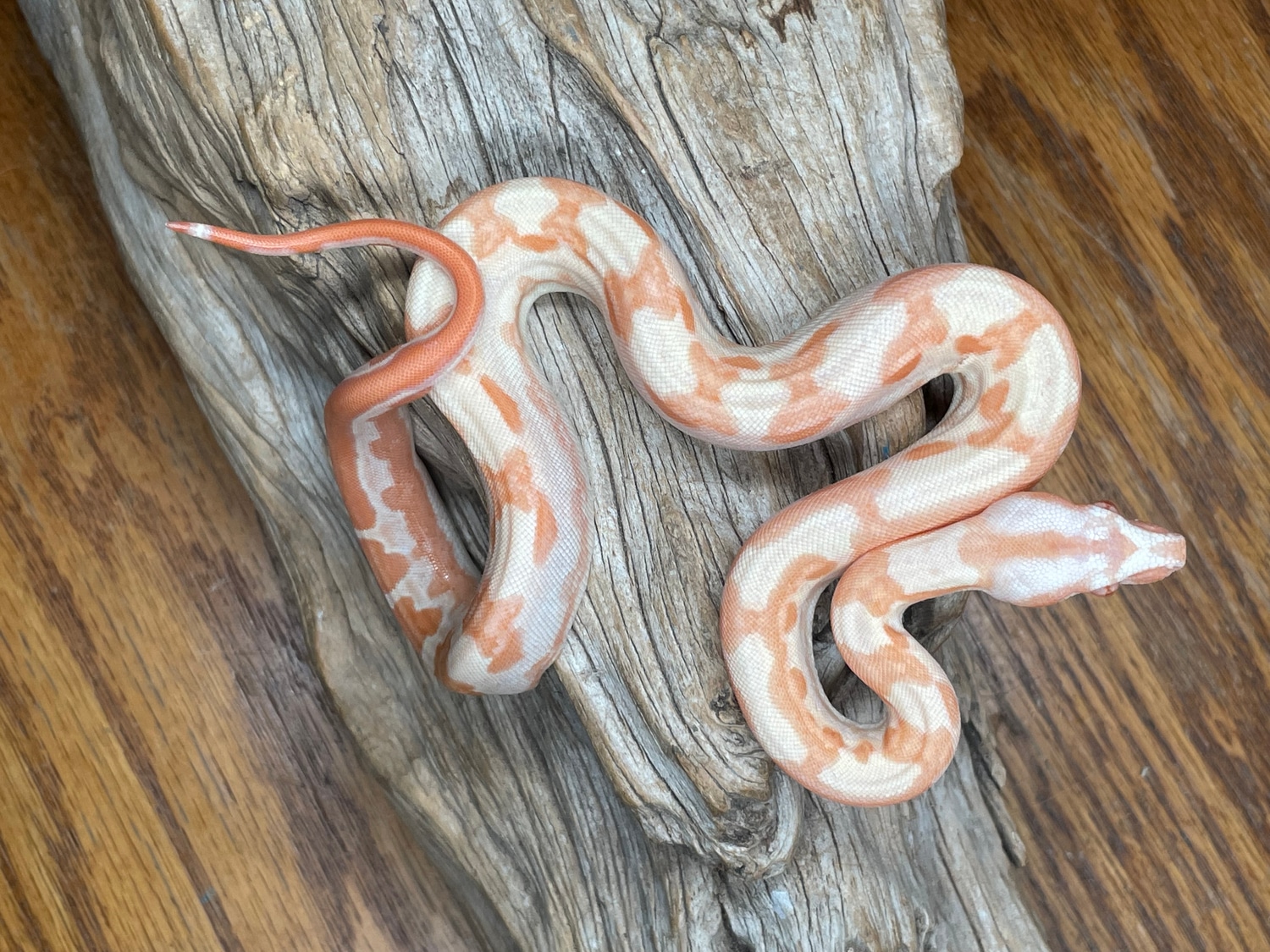 Coral Pastel Dream Sunglow Motley Boa Constrictor by KAME House Exotics ...