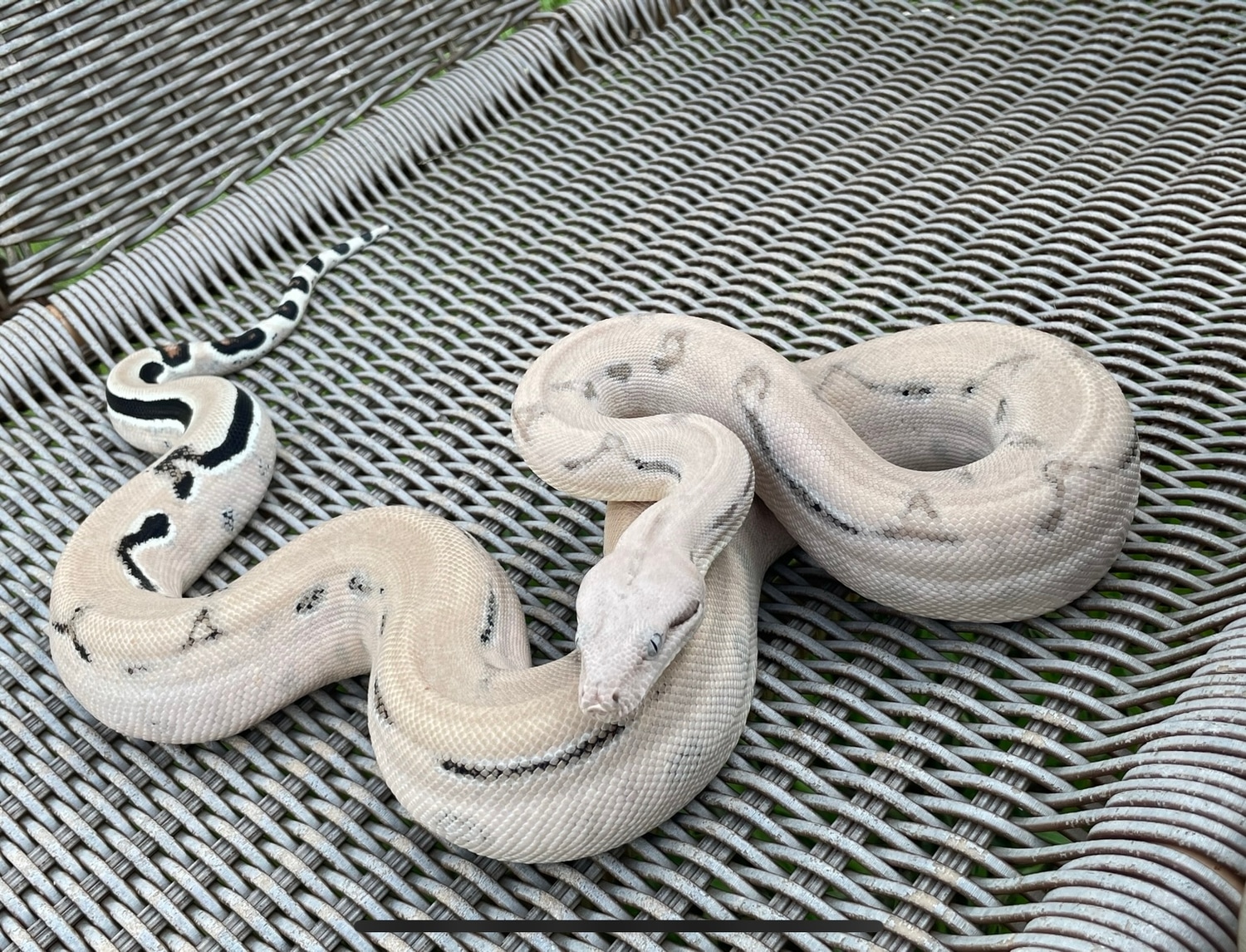 Scoria Het Anery Boa Constrictor by KAME House Exotics - MorphMarket