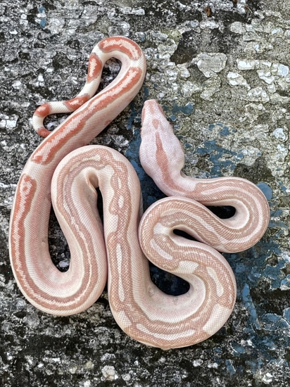 VPI Labyrinth Jungle Pink Panther Boa Constrictor by KAME House Exotics