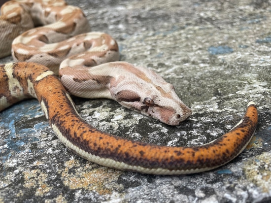 Paraglow Aztec Boa Constrictor by KAME House Exotics