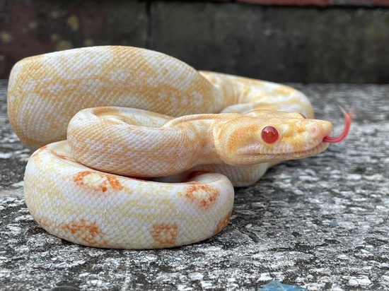 Sharp Albino Leopard Euro Lineage Boa Constrictor by KAME House Exotics
