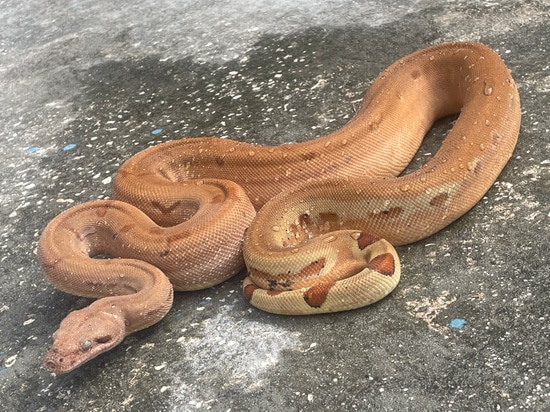 Hypo Scoria Het Purple Sharp Albino Boa Constrictor by KAME House Exotics