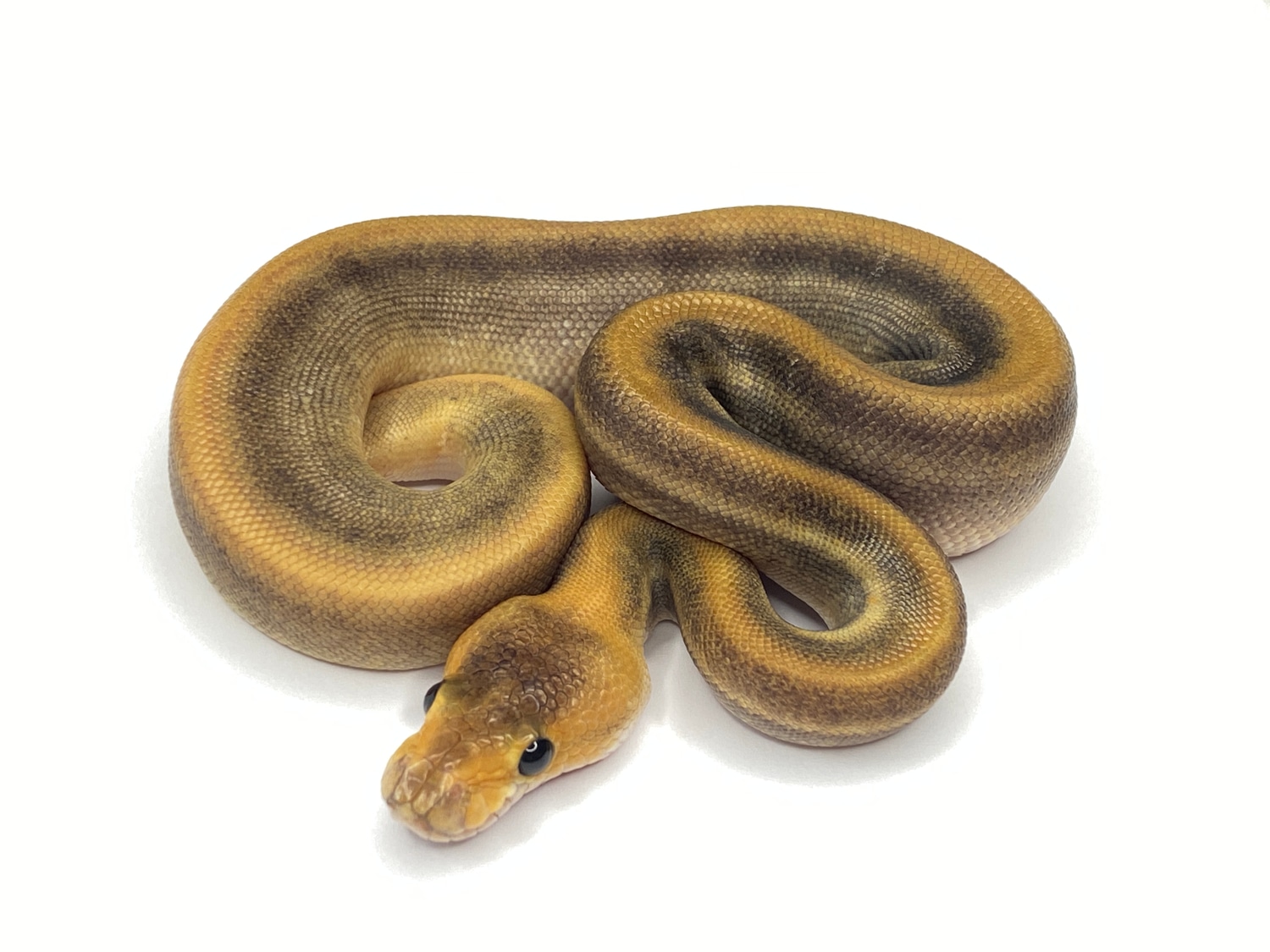 Champagne Pinstripe Pos. Het. Pied Ball Python by JAK Reptiles - MorphMarket