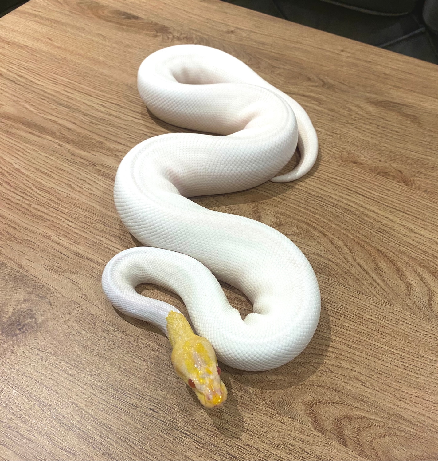 Albino Spider Pied Ball Python by JTW Pythons - MorphMarket