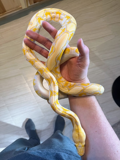 Lavender Albino Retic Reticulated Python by Jake's Reptiles =)