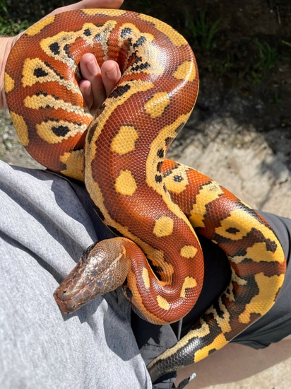 Marter Line Blood Python by Jake's Reptiles =)