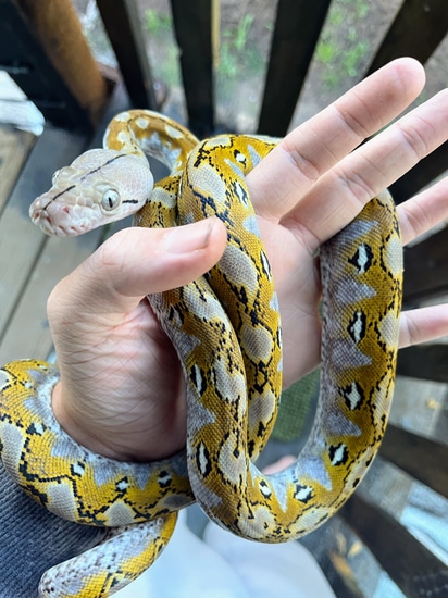 62.5% Dwarf Ternate/Jampea Platinum Reticulated Python by Jake's ...