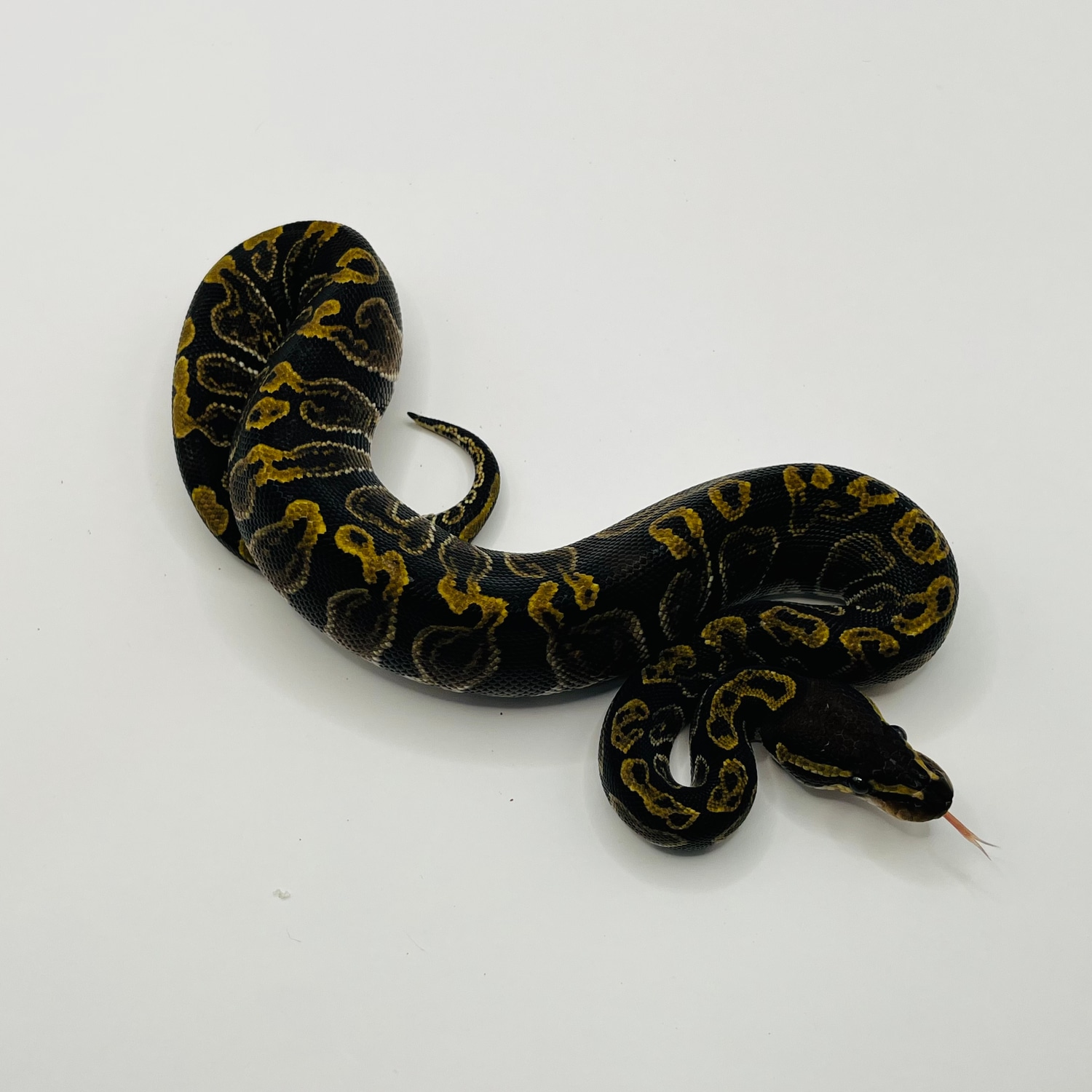 GHI Het 100% Het Orange Ghost Ball Python by MidMichiganMorphs ...