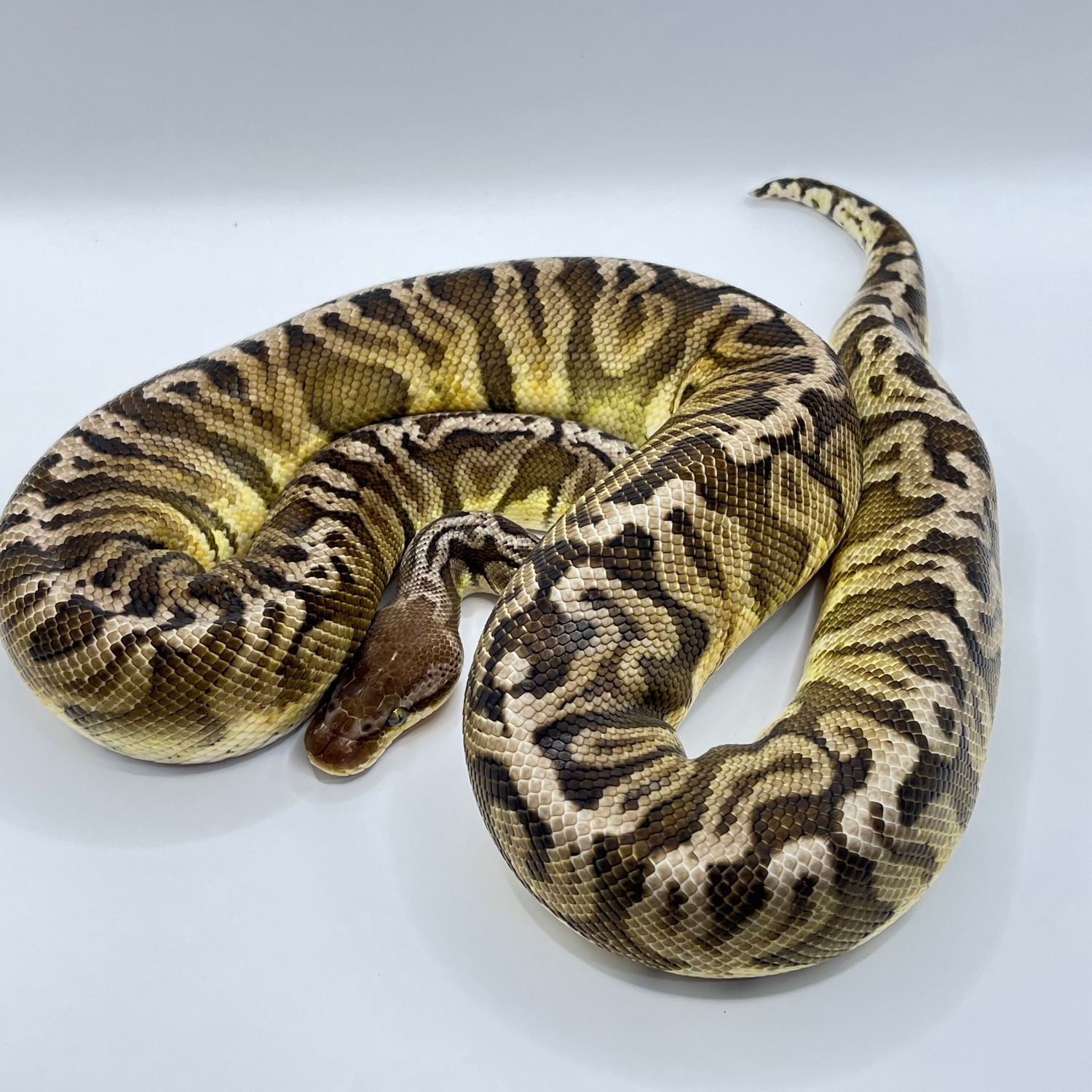 GHI Pastel Hidden Gene Woma Pastel Pos Enchi Ball Python by ...