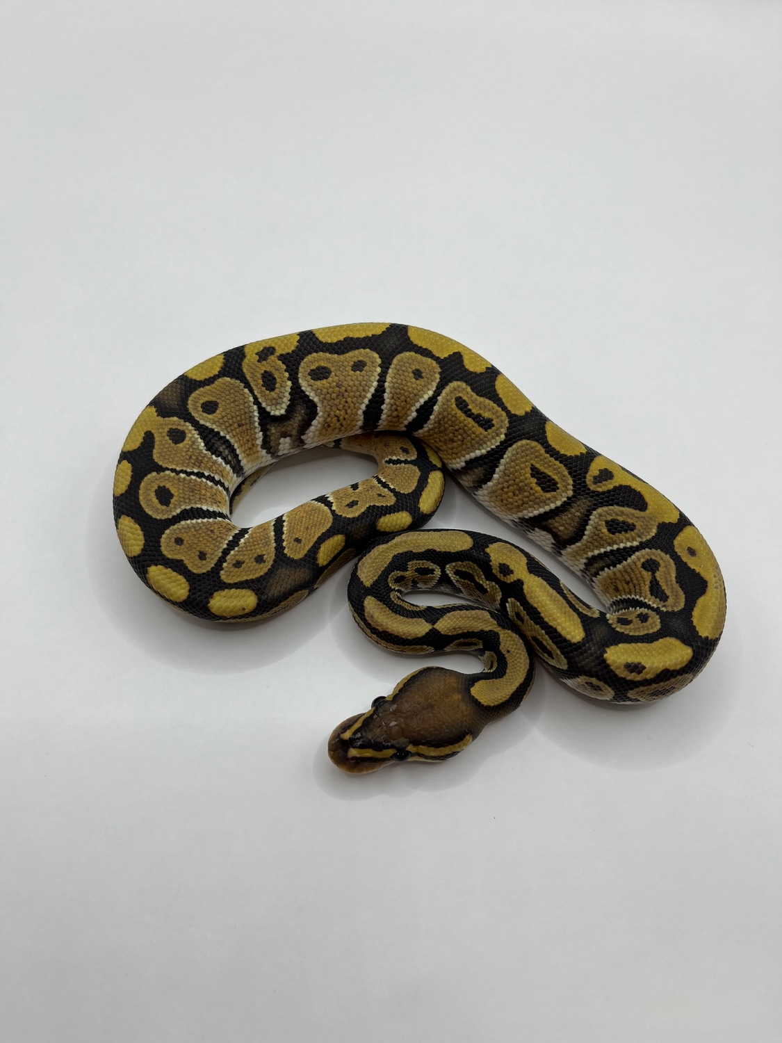 Orange Ghost Ball Python by MidMichiganMorphs - MorphMarket